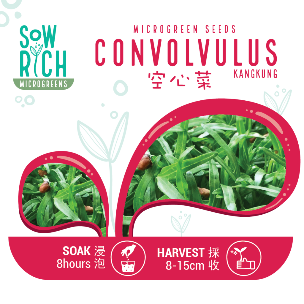 Toon Herb Seeds (香椿) – 10g/50g – Sow Rich